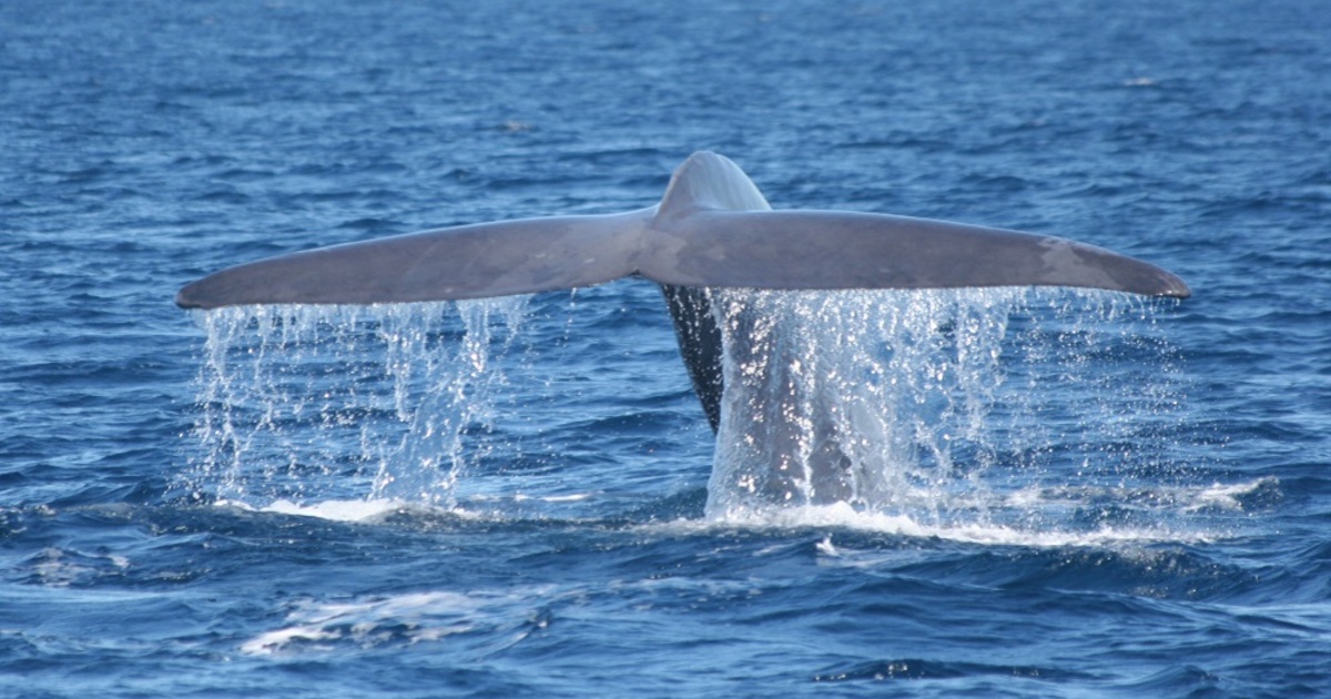 Kiváló emlékezetükre hagyatkozva térnek vissza | Demokrata