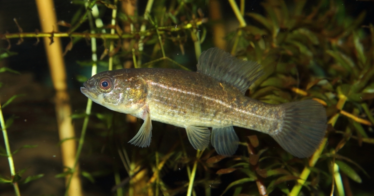 A lápi póc lett az év hala | Demokrata