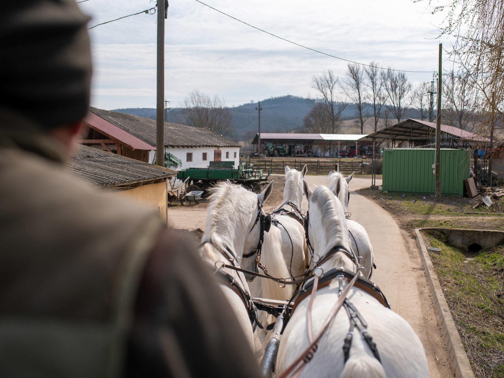A mozgás lipicai művészei | Demokrata
