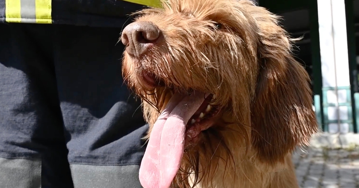 Nyugdíjba vonul a torzonborz vörös ördög – videóval búcsúznak tőle ...