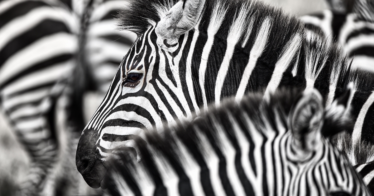 Orbán Viktor bejelentette a zebra-hadműveletet | Demokrata